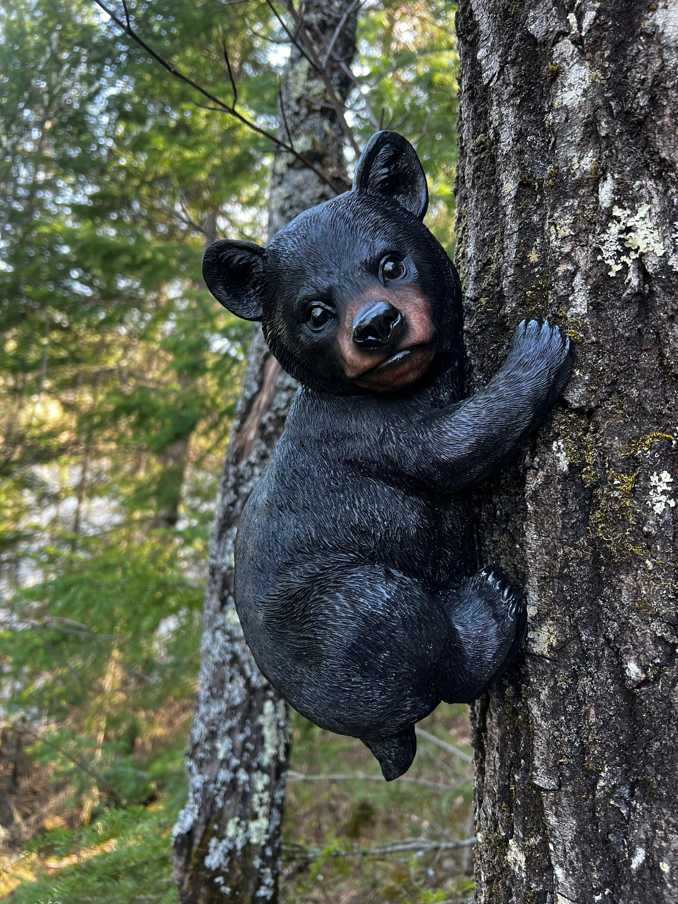 Black Bear Cub Climbing