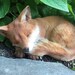 Red Fox Figurine Napping Statue Resin Yard Ornament Lawn Decor Garden ...