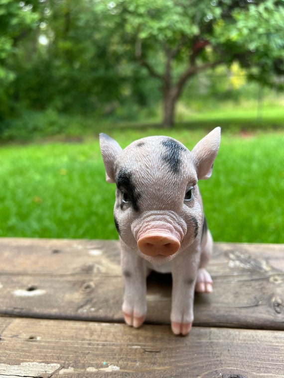 Baby Pig