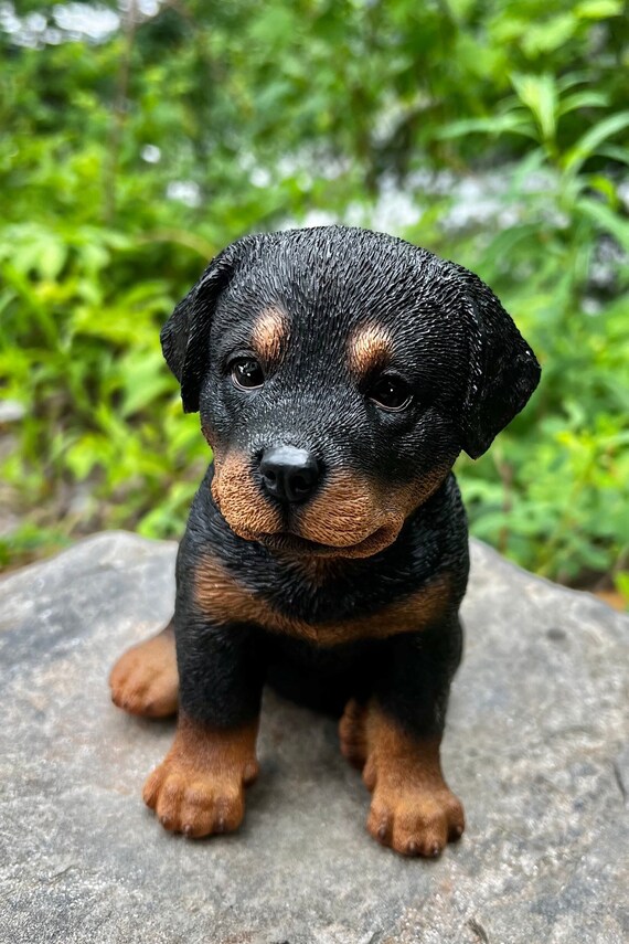 Light Brown Rottweiler Puppy