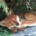 Red Fox Figurine Napping Statue Resin Yard Ornament Lawn Decor Garden ...