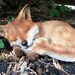 Red Fox Figurine Napping Statue Resin Yard Ornament Lawn Decor Garden ...