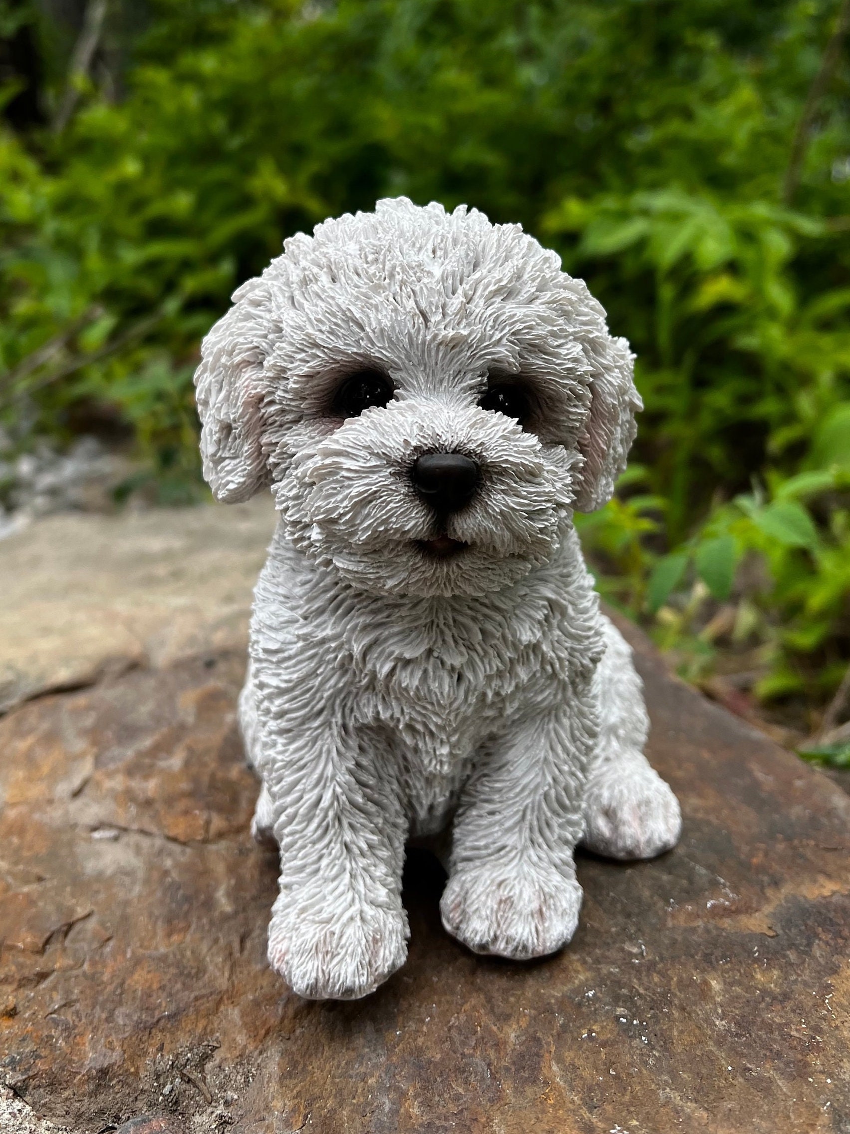 Grey Bichon Frise