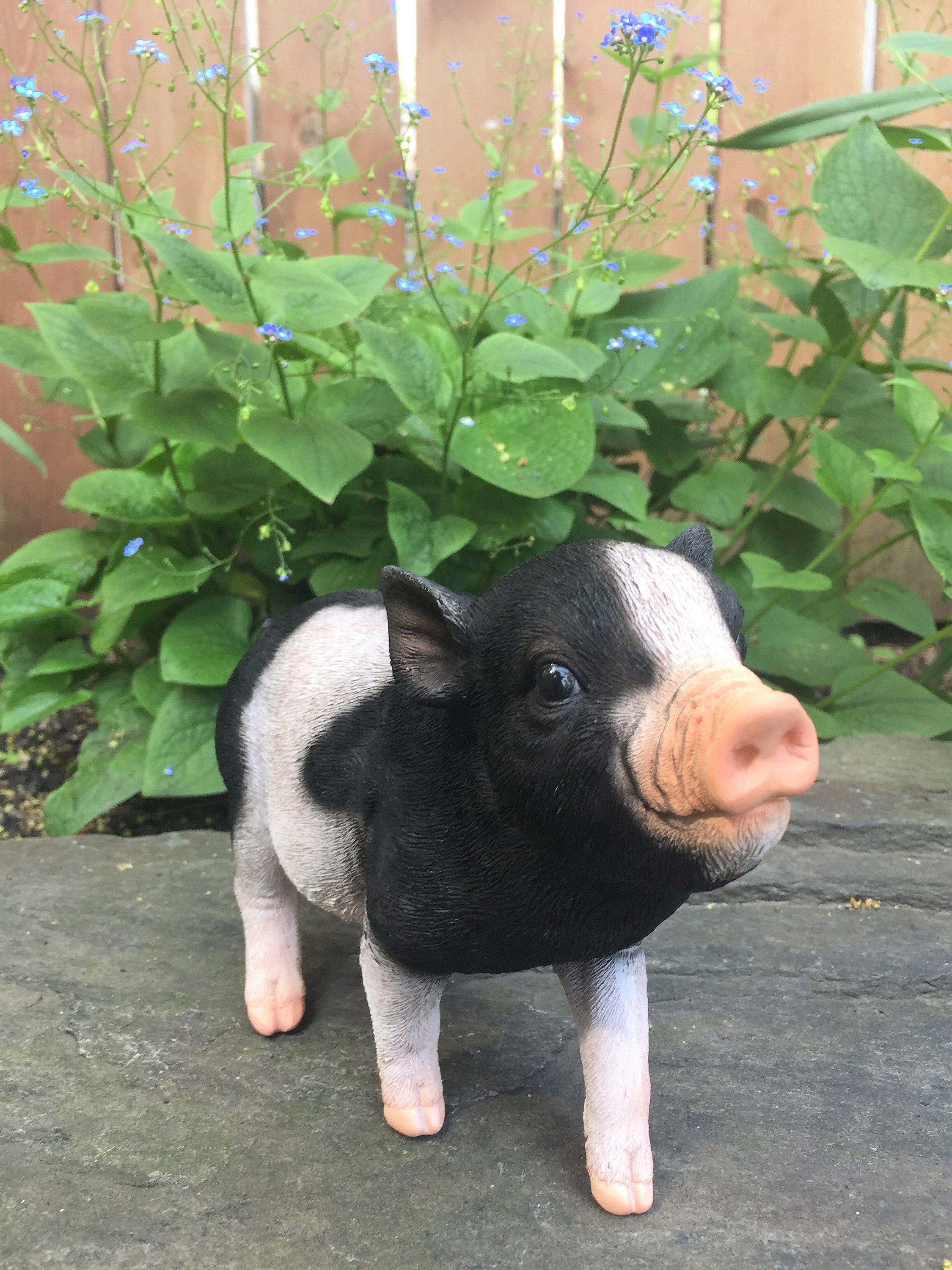 Black And White Teacup Pig