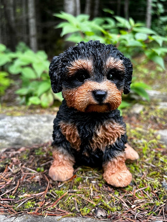 Black Cavapoo Puppies