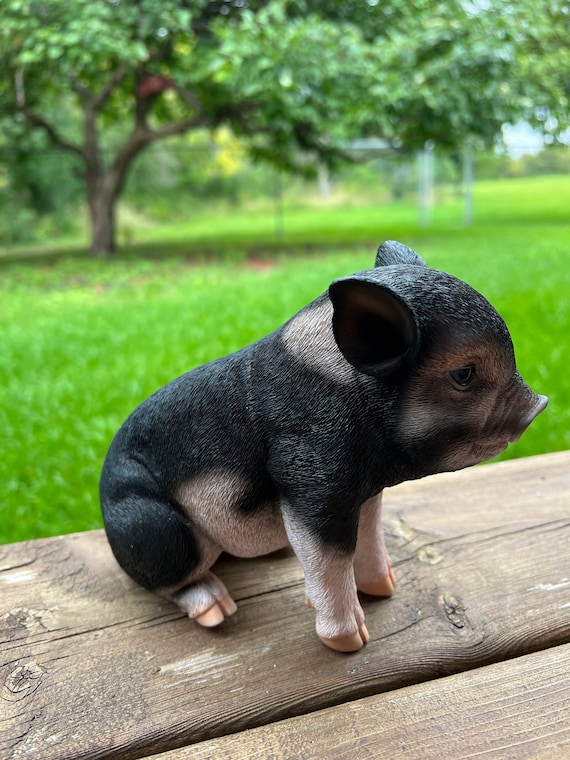Black Baby Pigs