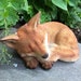 Red Fox Figurine Napping Statue Resin Yard Ornament Lawn Decor Garden ...