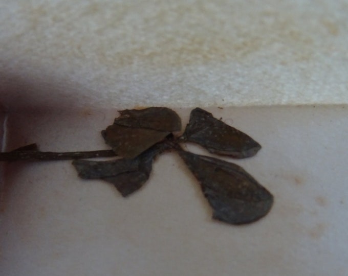 Rare Antique Shrine Relic Reliquary Paper With a Four-leaf Clover. ( X ...