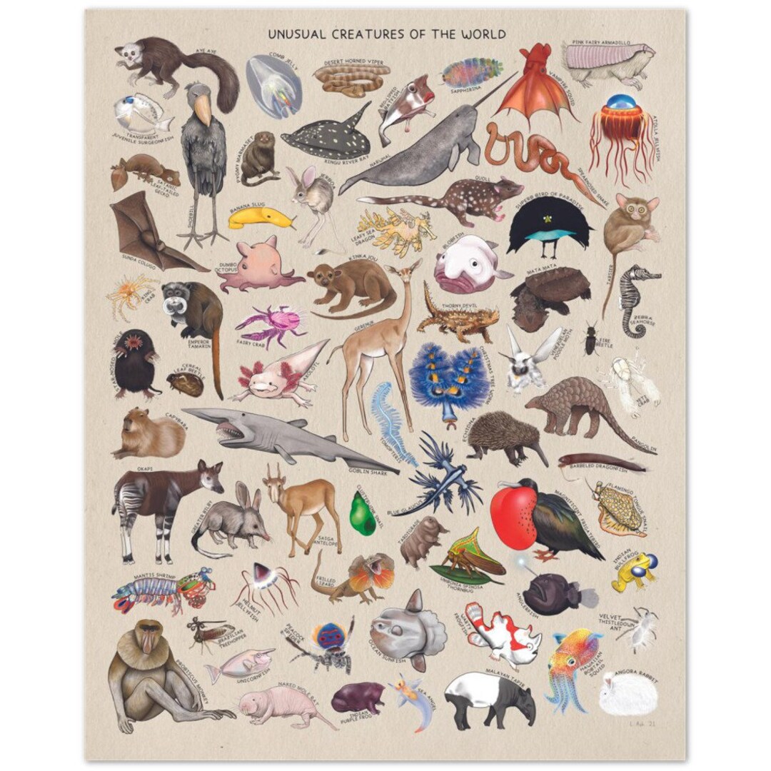 Unusual Animals Poster Educational Wall Art Gift for - Etsy