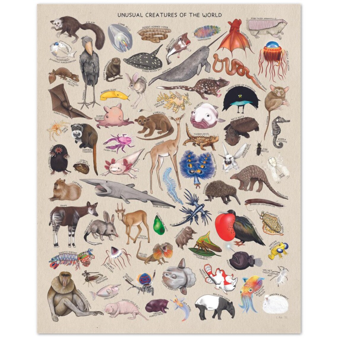 Unusual Animals Poster Educational Wall Art Gift for - Etsy