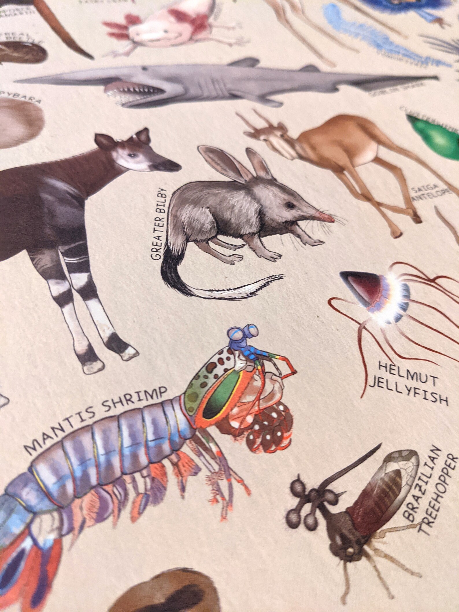 Unusual Animals Poster Educational Wall Art Gift for - Etsy