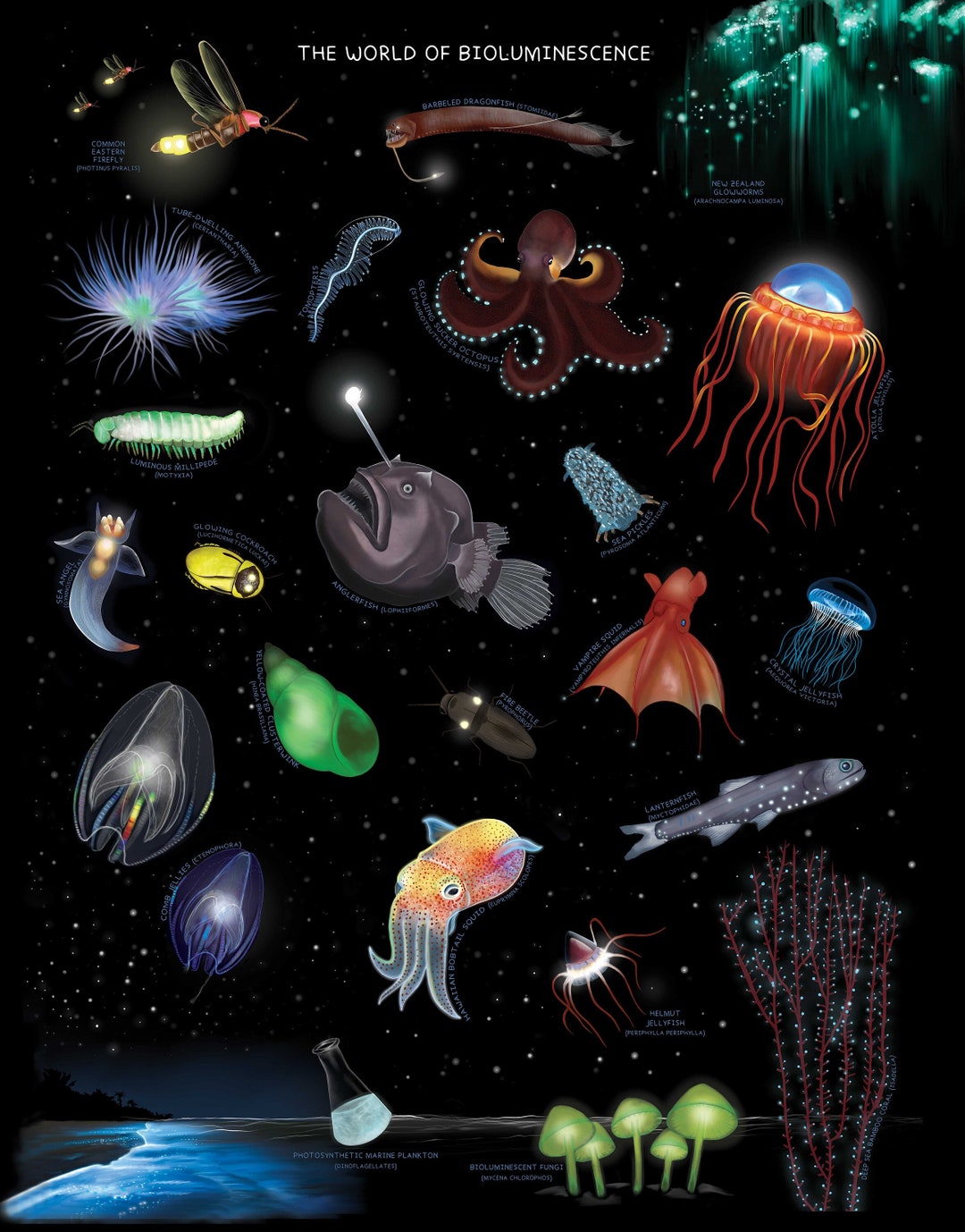Bioluminescent Creatures Poster Educational Wall Art Gift for Science ...