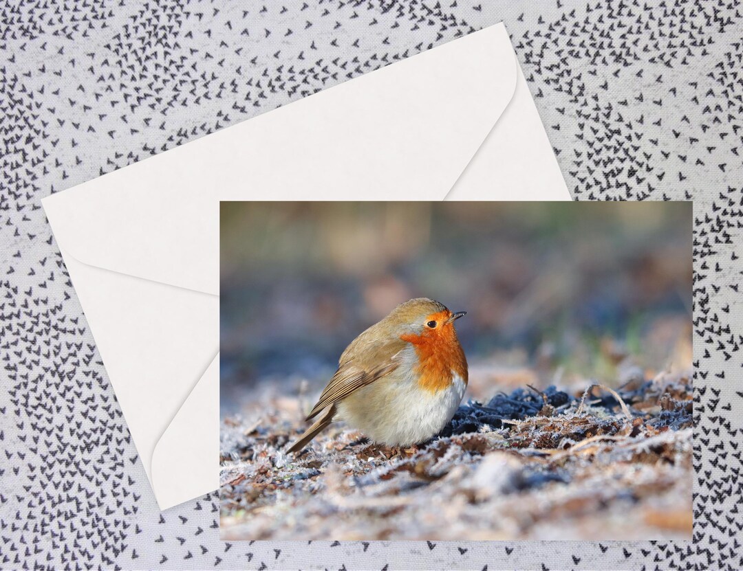 Robin Christmas Cards Blank Any Occasion Seasonal Greetings Cards - Etsy