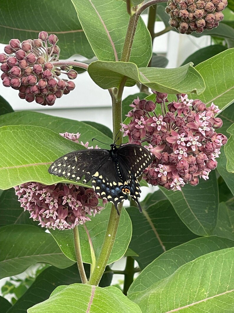 Common Milkweed Seeds - Native Pollinator Plant for Monarch Butterflies ...