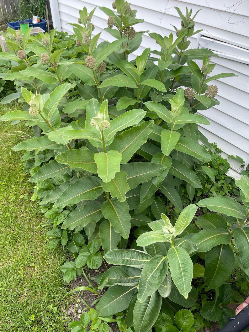 Common Milkweed Seeds - Native Pollinator Plant for Monarch Butterflies ...