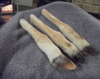 Deer leg bones | Etsy