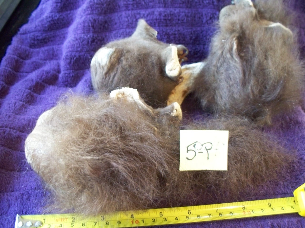 1 Real Buffalo Scrotum Nut Sack Hide Animal Skin Genuine | Etsy
