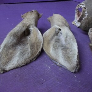 7 Real Animal Buck Antelope African Eland Deer Mount Ears Skull Antler ...