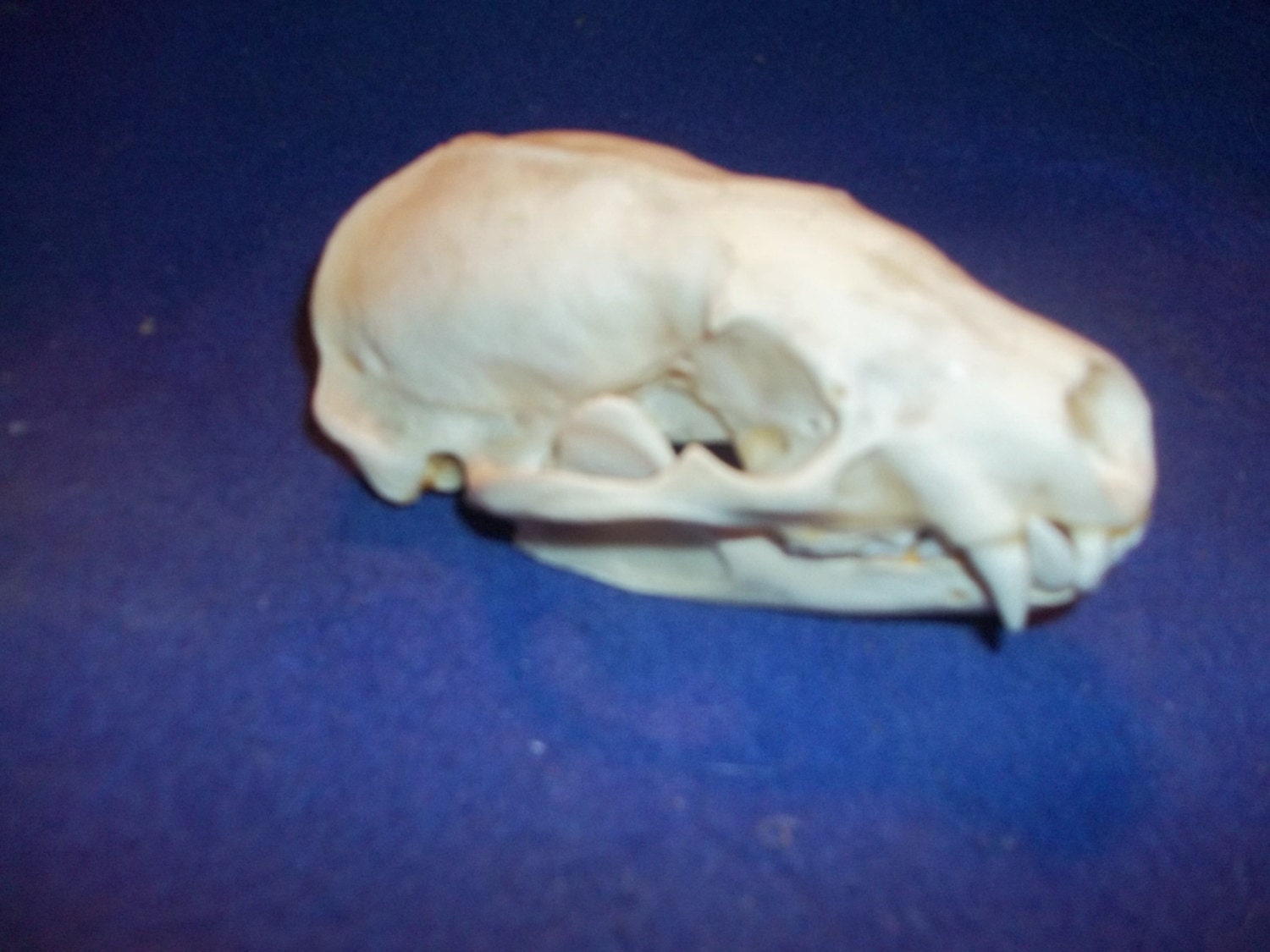 Real bone animal badger taxidermy part skull skeleton | Etsy