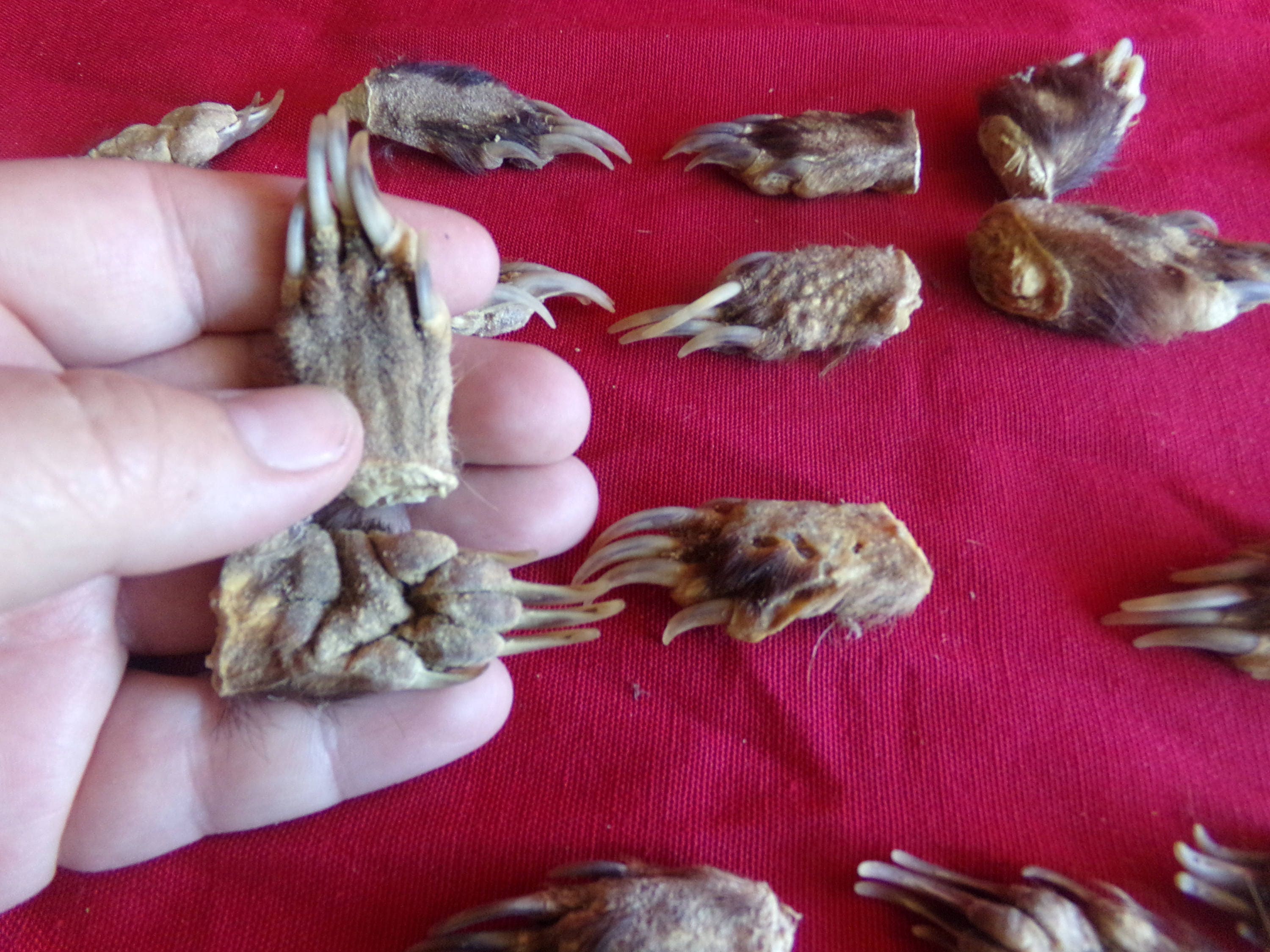 10 real animal skunk feet claw animal taxidermy bone weird | Etsy