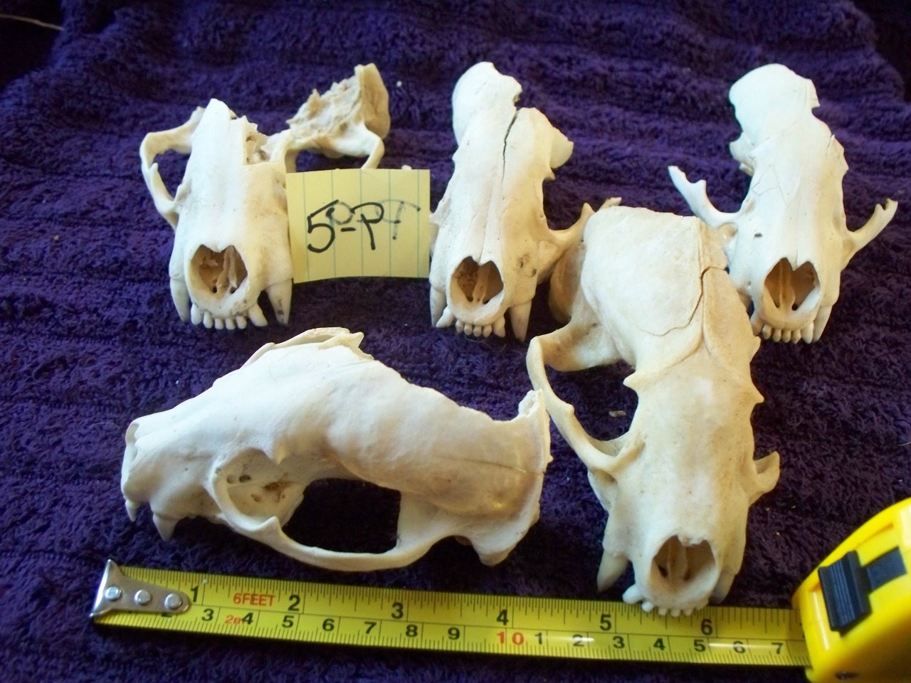 2 Real Skull badger taxidermy animal bone nose teeth taxidermy | Etsy