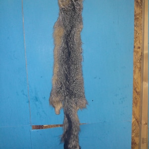 Real Animal Tanned Gray Fox Skin Pelt Hide Fur Rug Taxidermy Leather - Etsy