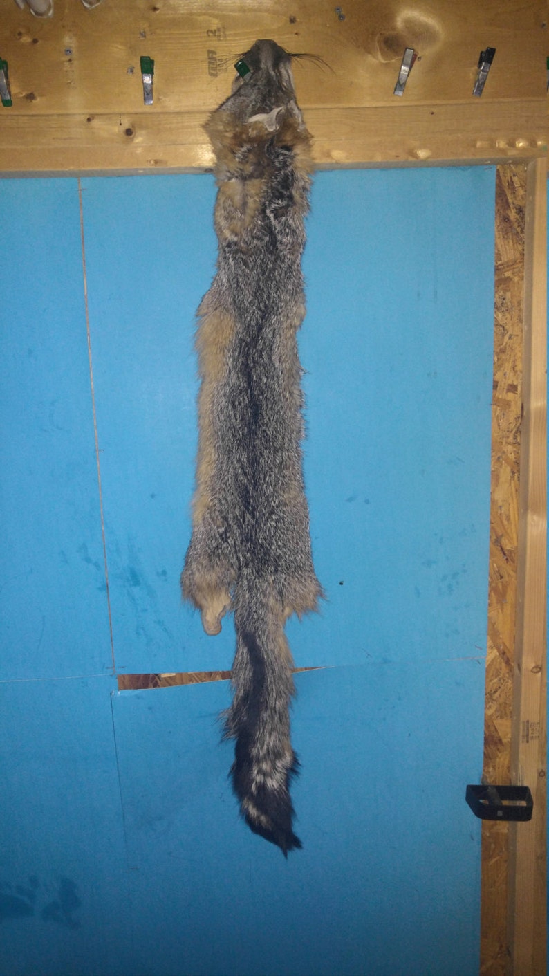 Real animal tanned gray fox skin pelt hide fur rug taxidermy | Etsy