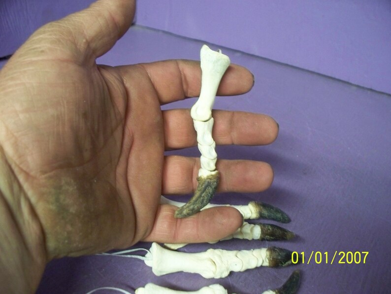 1 emu small toe with nail sheath real animal feet foot | Etsy