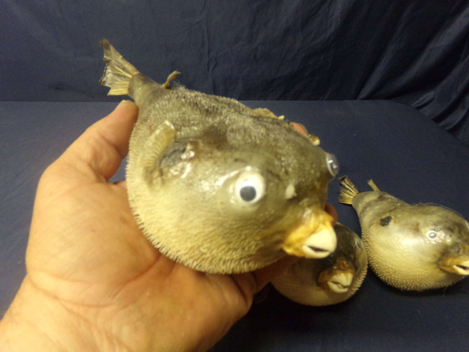 1 Real Puffer Fish Animal Taxidermy Mount Aquatics Life Part Piece Man ...