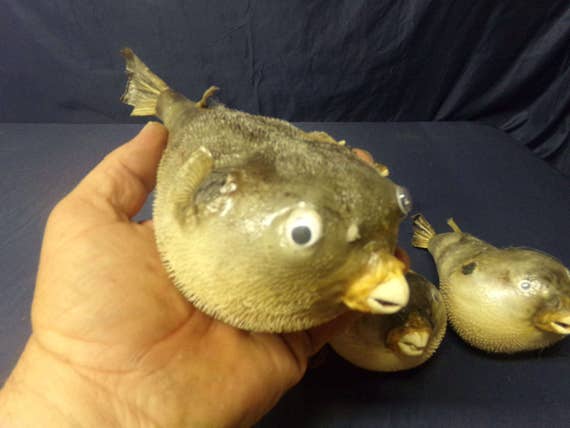 1 Real puffer fish animal taxidermy mount aquatics life part | Etsy