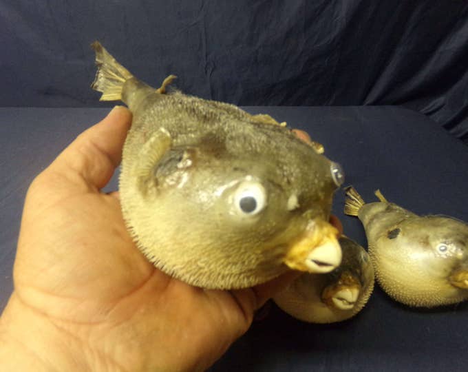 1 Real Puffer Fish Animal Taxidermy Mount Aquatics Life Part Piece Man ...