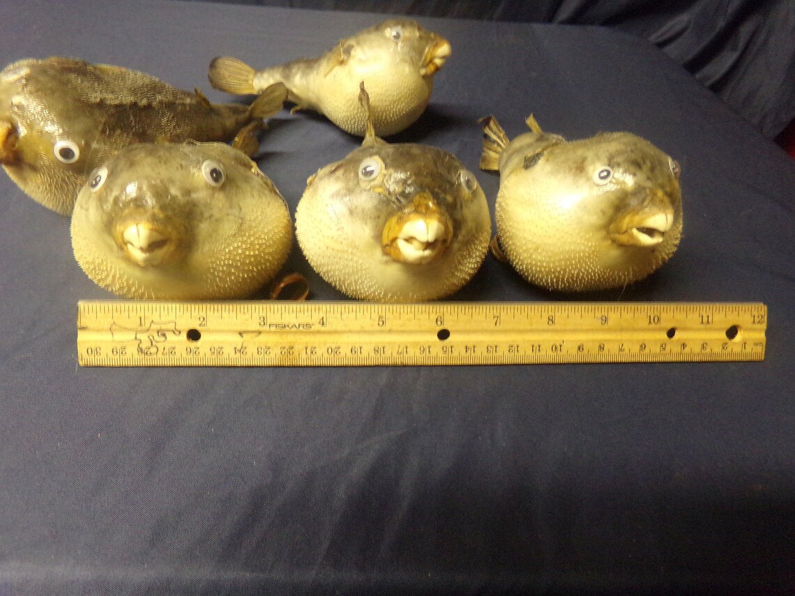 1 Real Puffer Fish Animal Taxidermy Mount Aquatics Life Part Piece Man ...