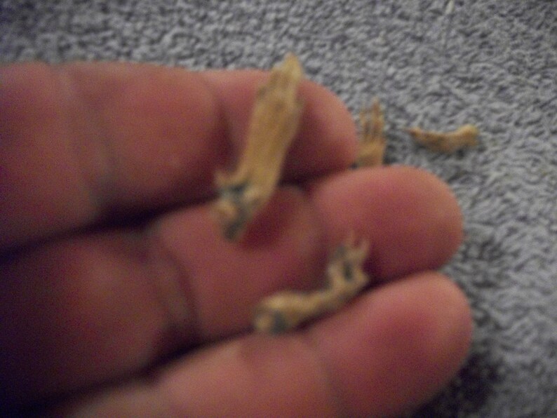 4 Real Animal Chipmunk Feet Claw Animal Taxidermy Bone Leg - Etsy