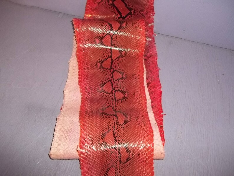 Real Python Snake Animal Skin Hide Leather Taxidermy Art Craft - Etsy