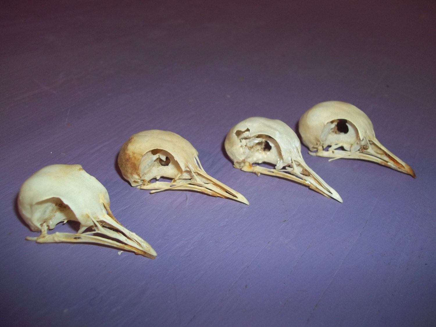 1 Real Pigeon Skull Bird Animal Beak Feather Fowl Bone Head | Etsy