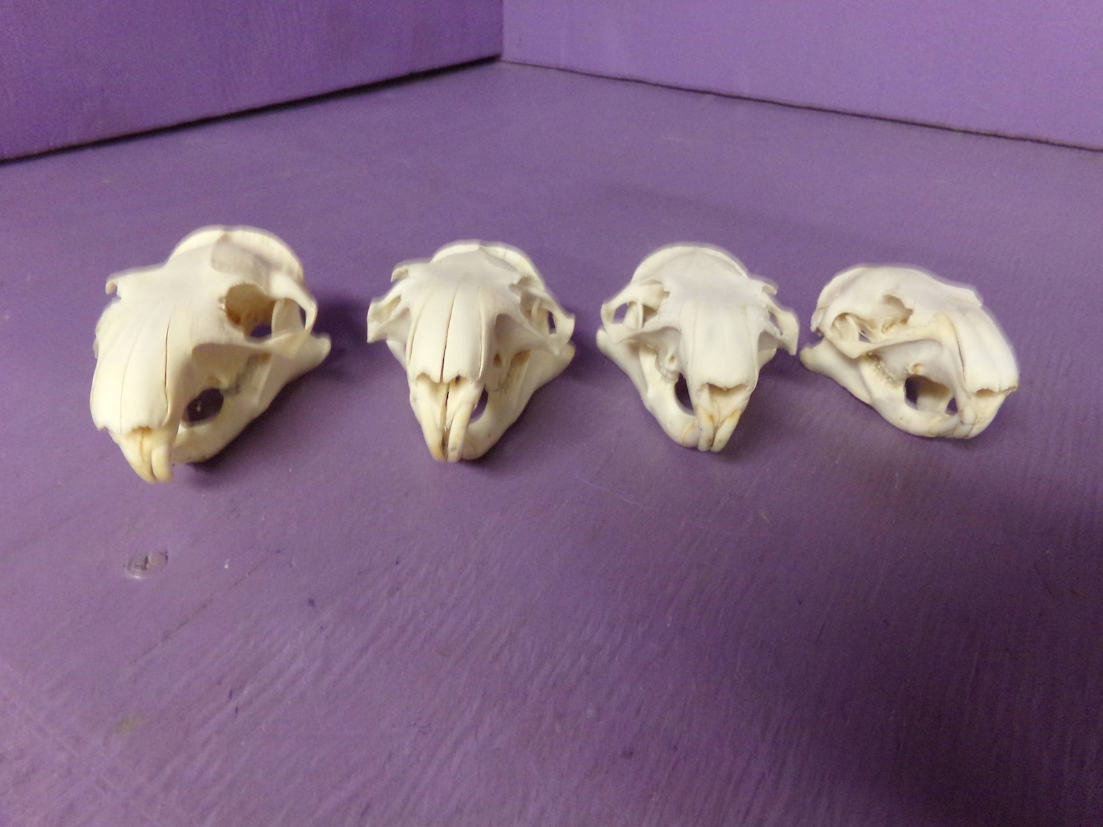 1 Real Bone Animal Groundhog Woodchuck Whistlepig Taxidermy Head Part ...