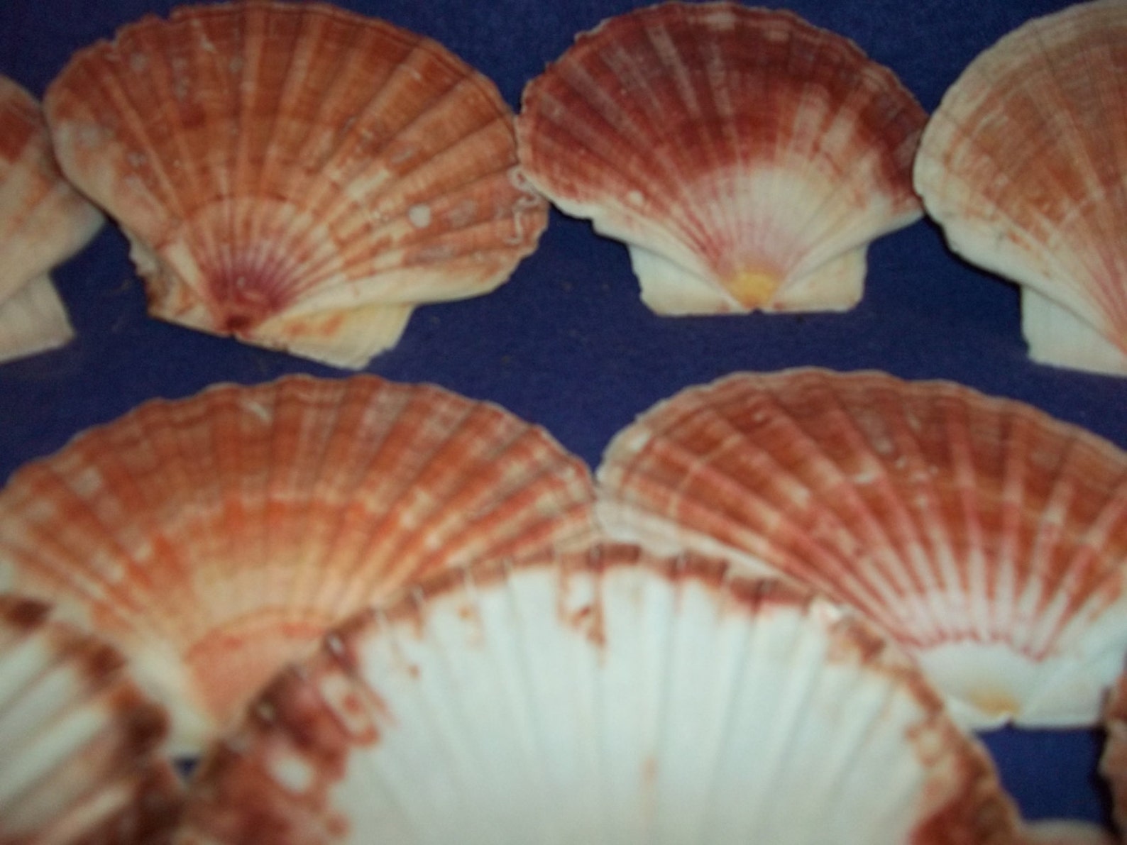10 Real Pink Scallop Sea Shell Animal Part Ocean Aquatic Taxidermy Life ...