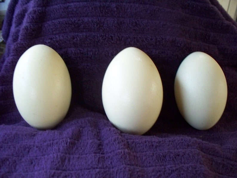 1 Real Animal Rhea Bird Taxidermy Egg Weird Craft Supply Part - Etsy