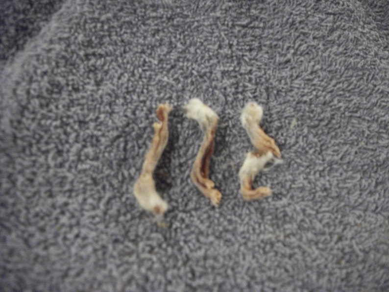 4 Real Animal Rat Bone Feet Claw Animal Taxidermy Crafts Art - Etsy