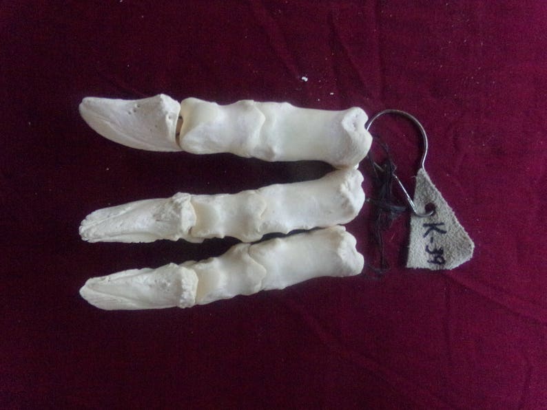 1 Buffalo Bison Leg Hoof Foot Toe Real Animal Taxidermy Supply - Etsy