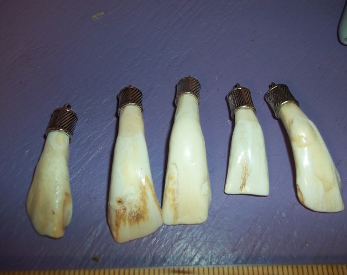 1 Real Animal Buffalo Teeth Tooth Bone Pendant Skull K-9 Bison Deer ...