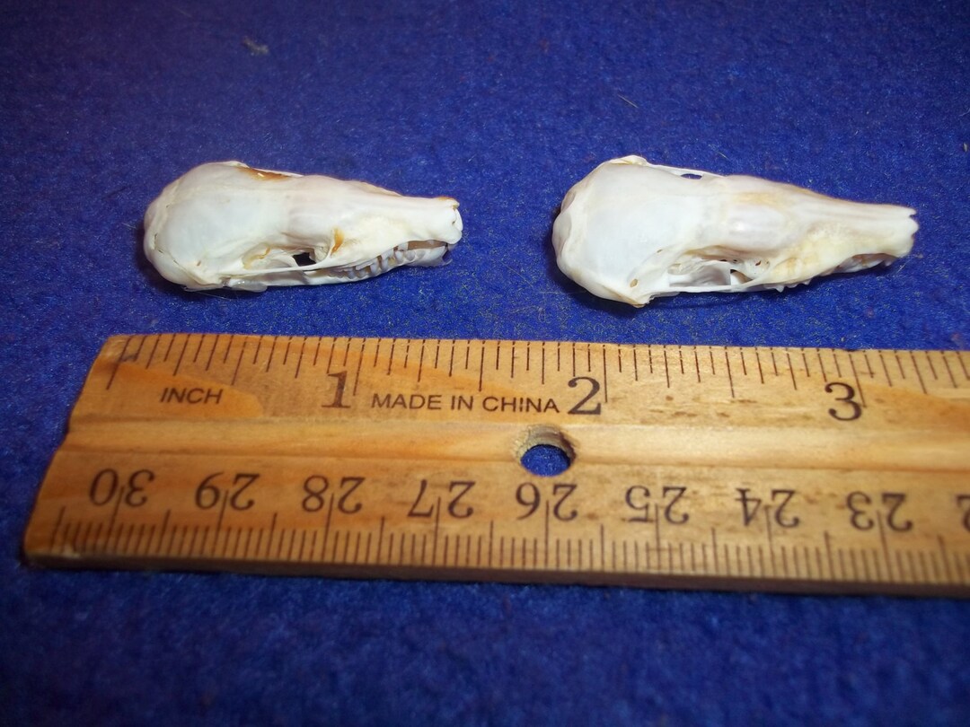 Real Animal Bone Mole Skull Bone Craft Good Part Piece Rodent Supplies ...