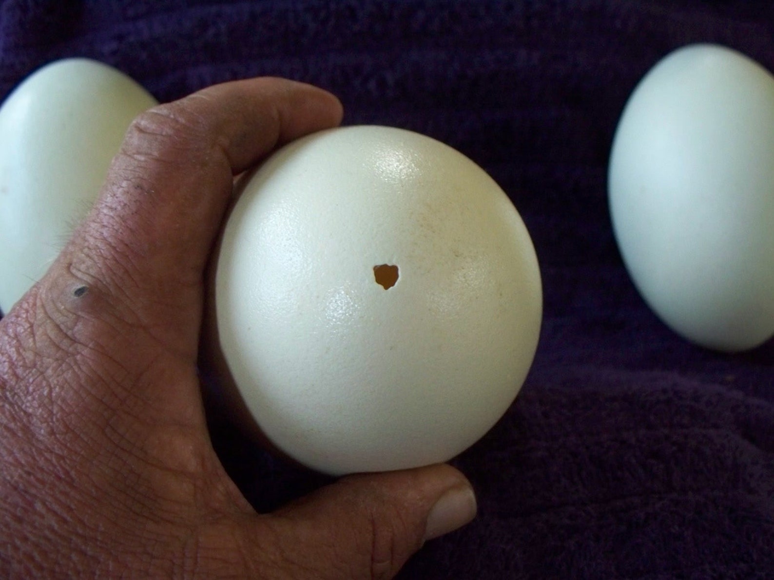 1 Real Animal Rhea Bird Taxidermy Egg Weird Craft Supply Part - Etsy