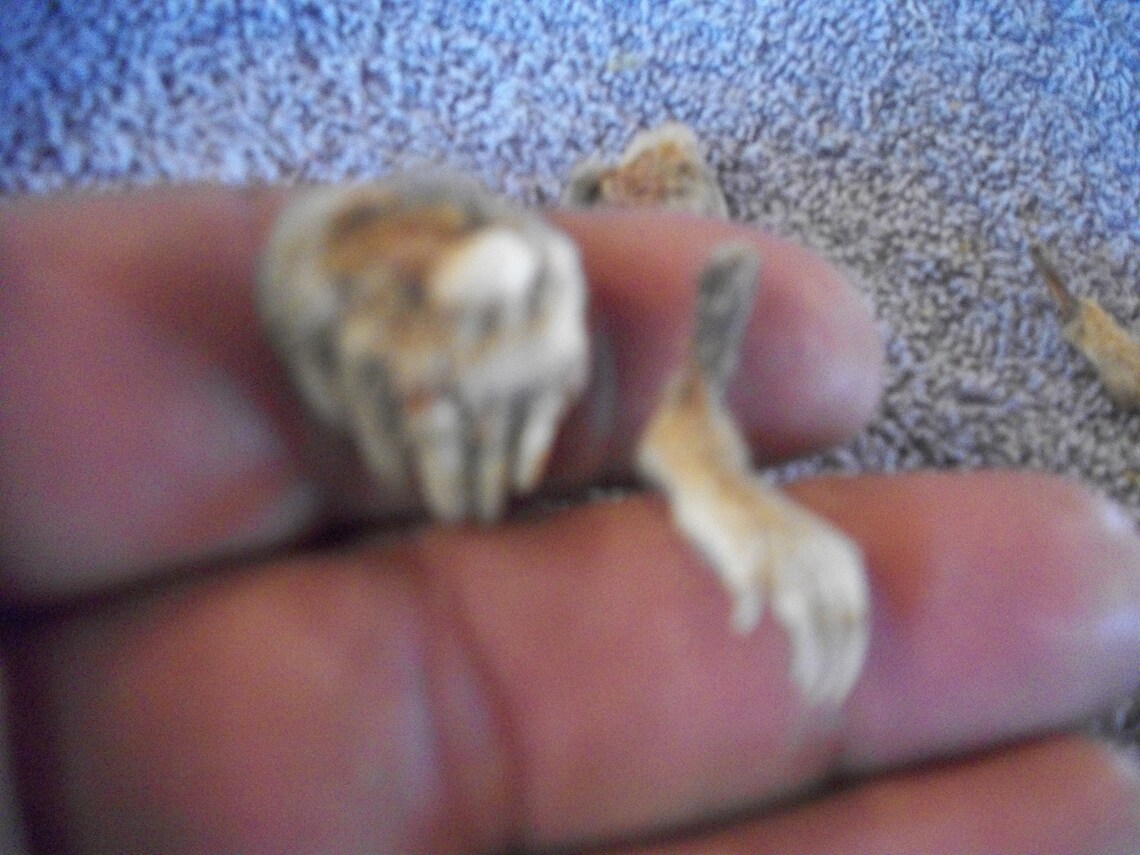4 Real Animal Mole Feet Claw Animal Taxidermy Bone Leg Crafts Art Part ...