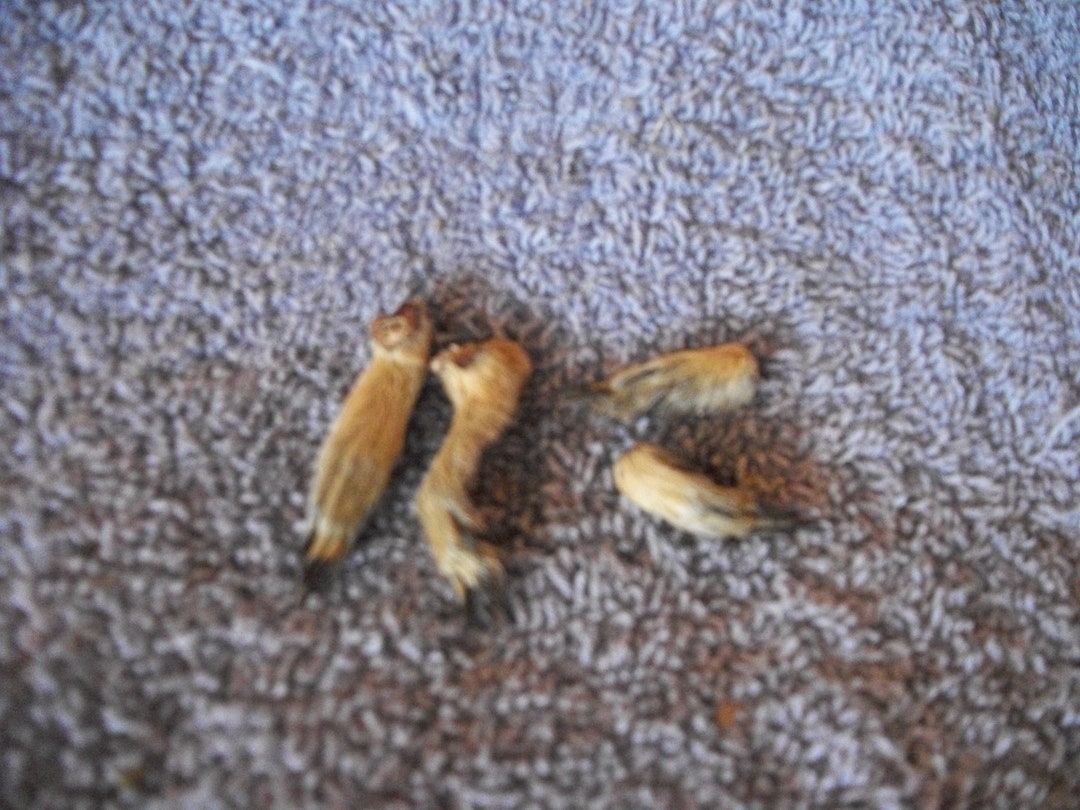 4 Real Animal Ground Squirrel Feet Claw Animal Taxidermy Bone - Etsy