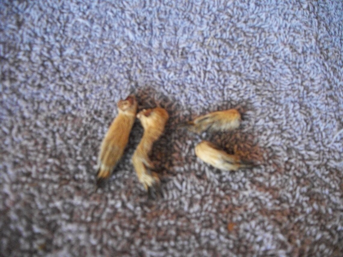 4 Real Animal Ground Squirrel Feet Claw Animal Taxidermy Bone - Etsy