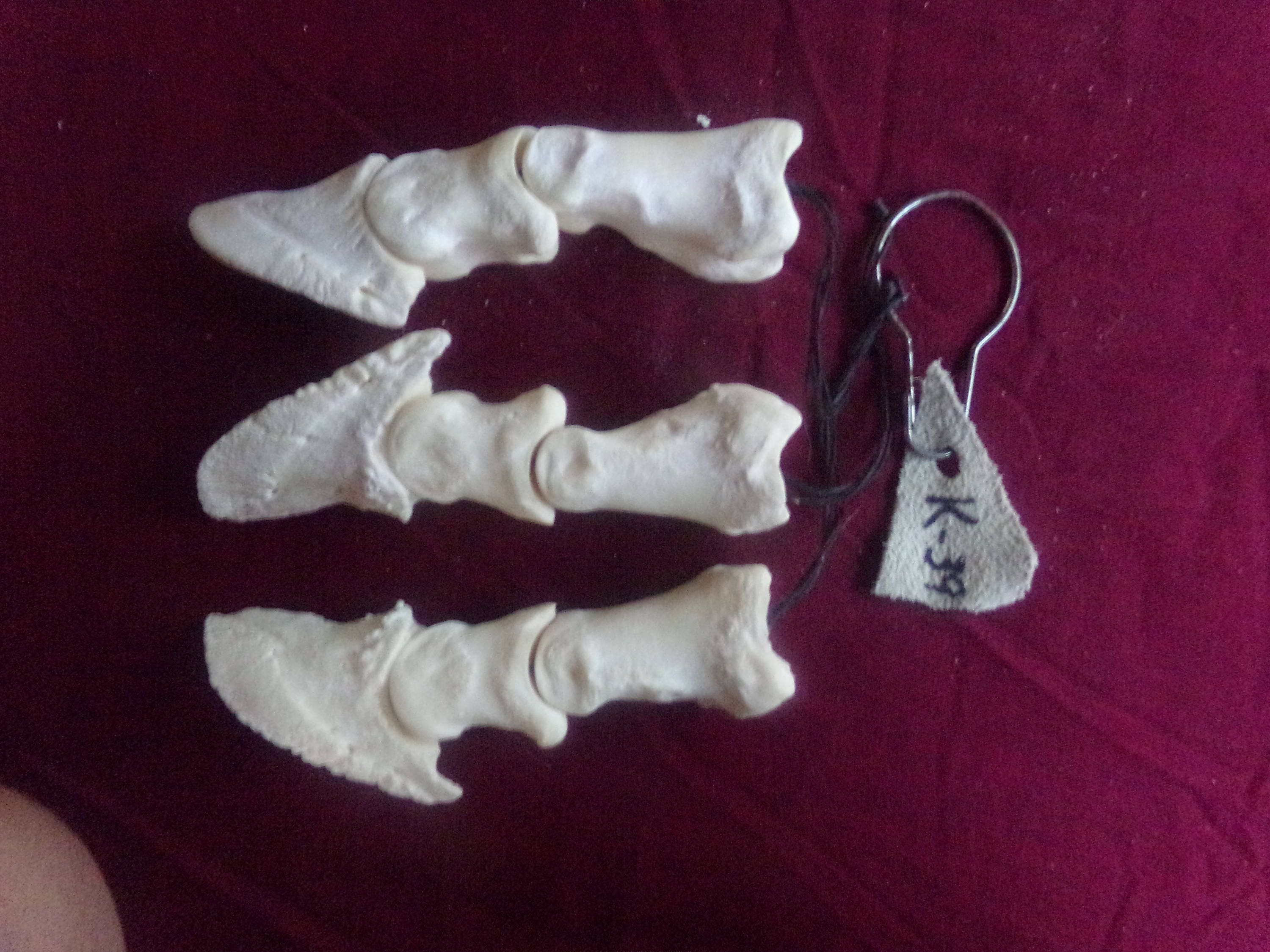 1 buffalo bison leg hoof foot toe real animal taxidermy supply | Etsy