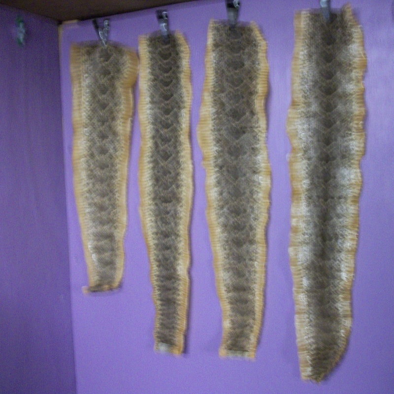 Real Snake Skin - Etsy
