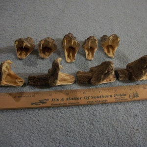 1 Real Animal Taxidermy Western Diamond Back Rattle Snake Head Mount ...