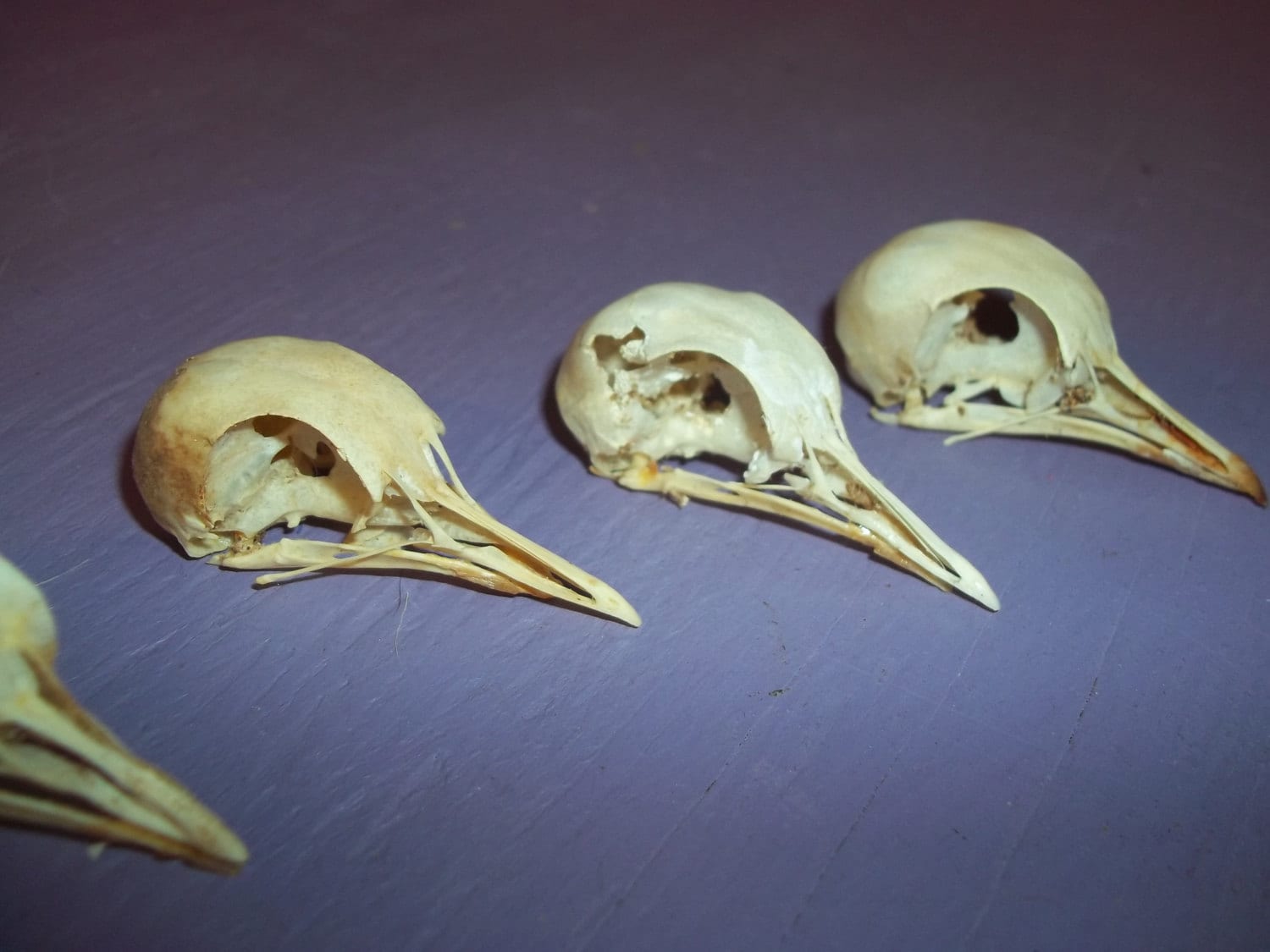 1 Real Pigeon Skull Bird Animal Beak Feather Fowl Bone Head | Etsy